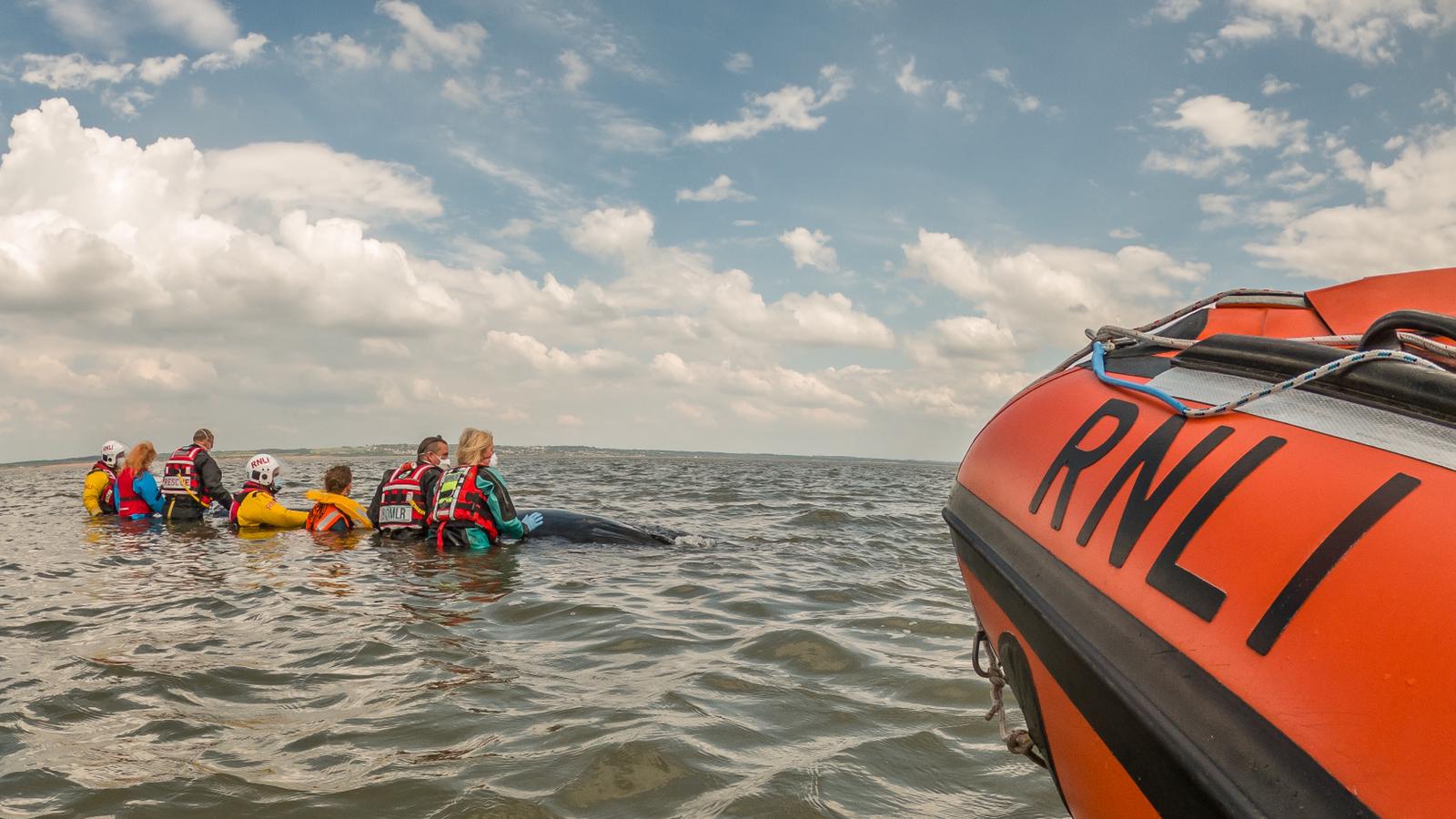 Flint RNLI called to stranded marine mammal | RNLI