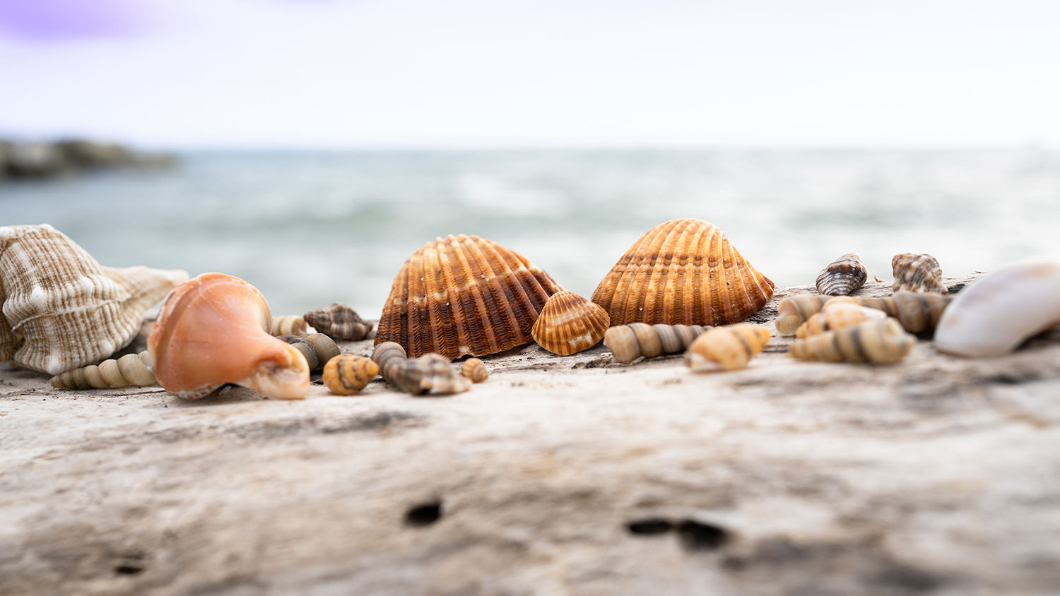 10 classic seaside activities for you and your family